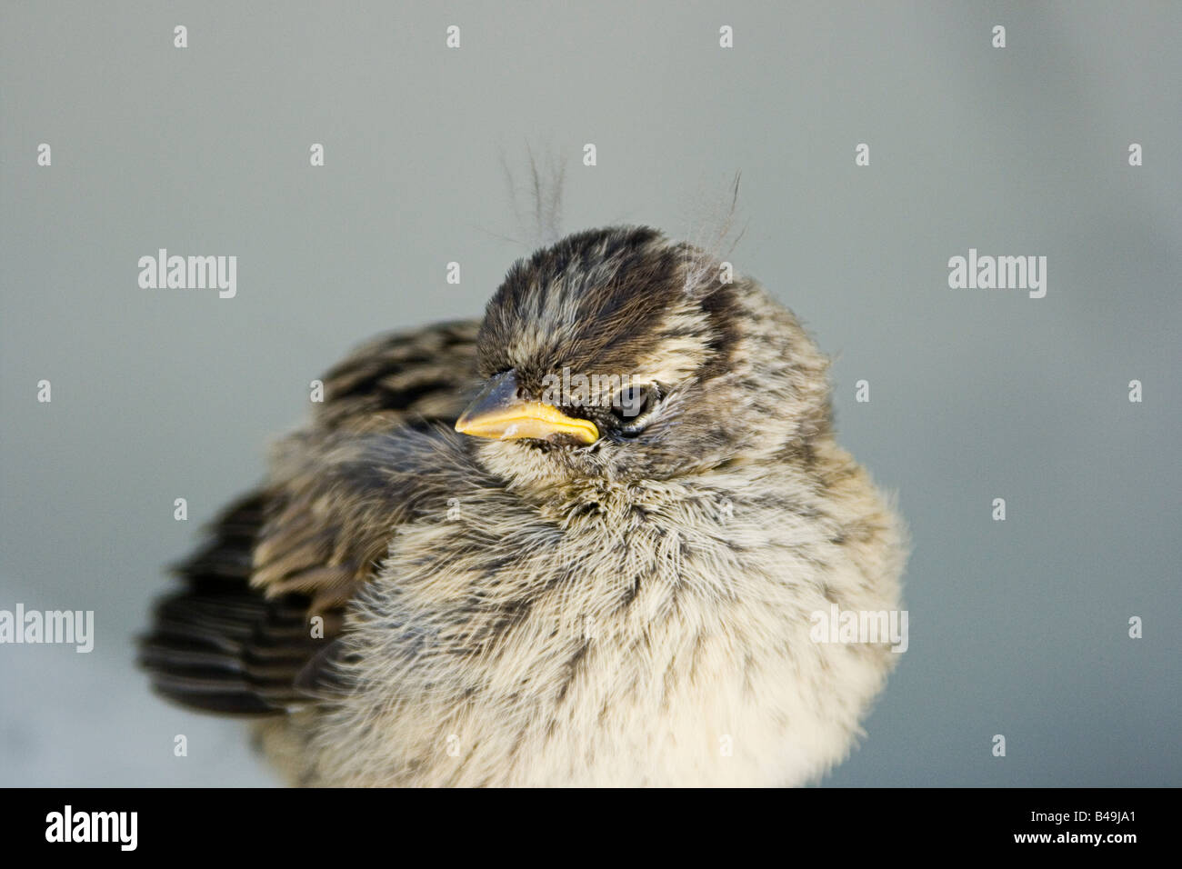 Sparrow chick hi-res stock photography and images - Alamy