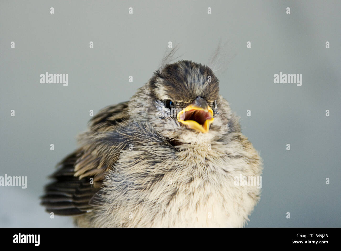 Fluffy white bird hi-res stock photography and images - Alamy