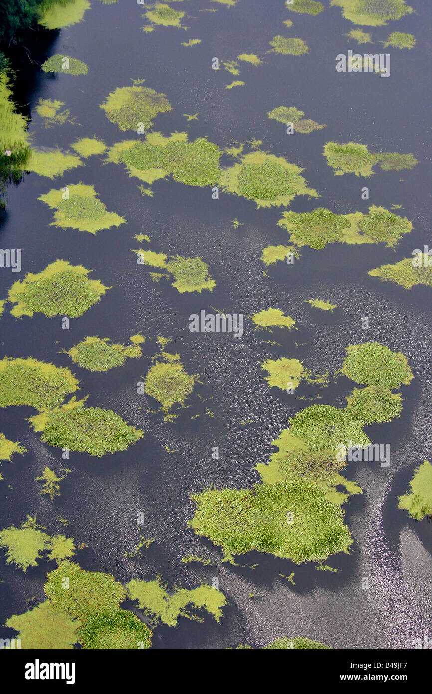 Wetlands in Western Washington Stock Photo - Alamy