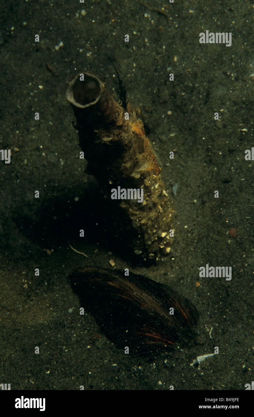 Sand mussel "Tellina" with siphon, Sweden Stock Photo - Alamy