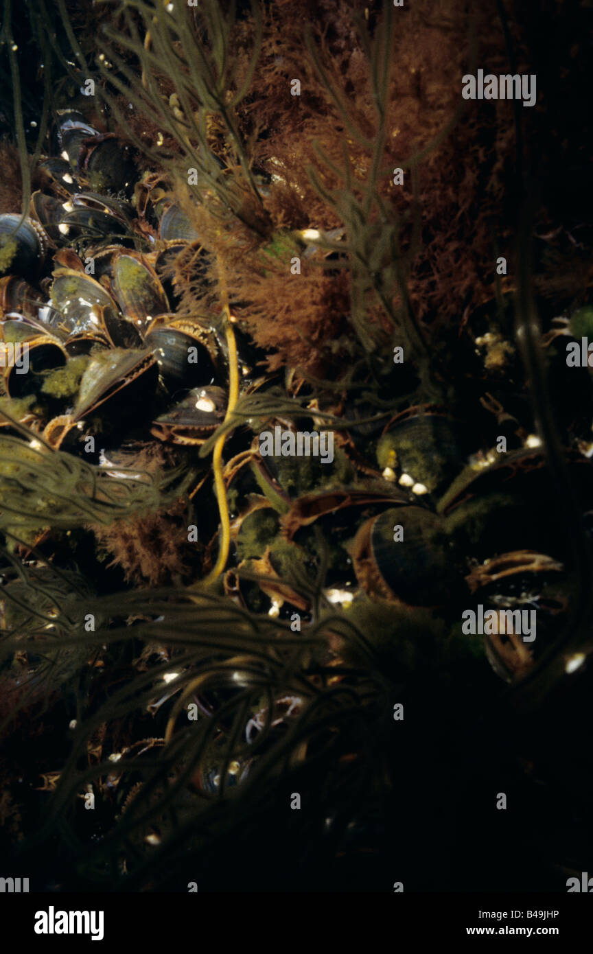 Common Mussel (Mytilus Edulis) Bank, Sweden Stock Photo - Alamy