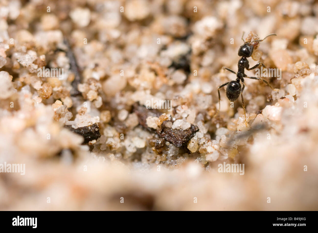 Ant nest hi-res stock photography and images - Alamy
