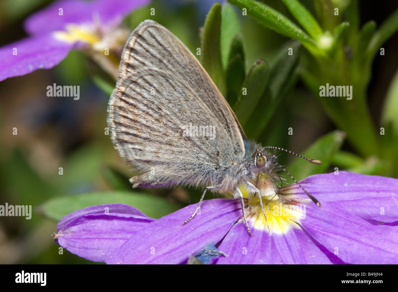 Australian common grass blue butterfly Stock Photo - Alamy