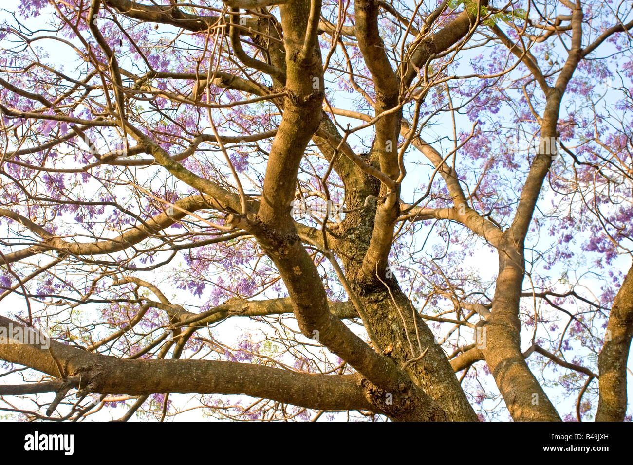 Trunk of a Blue Jacaranda (Jacaranda mimosifolia) in flower Stock Photo ...