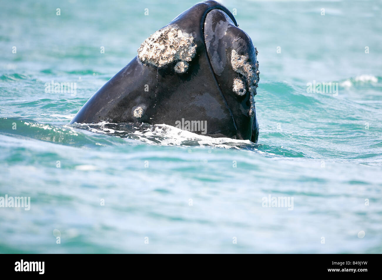 Southern Right Whale Stock Photo - Alamy
