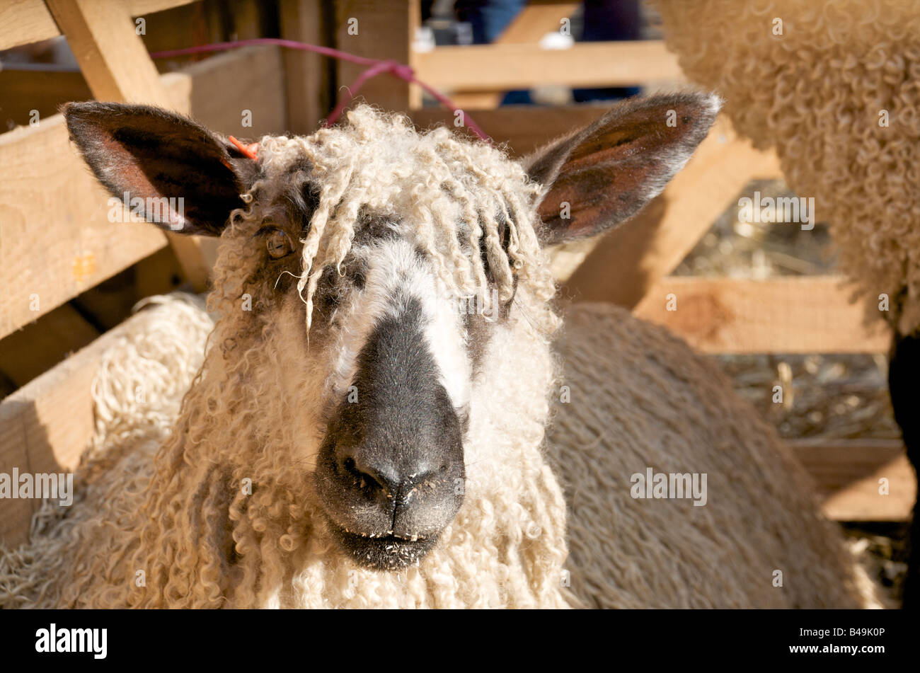 A Teeswater sheep on Masham Sheep Fair 2008 Stock Photo - Alamy