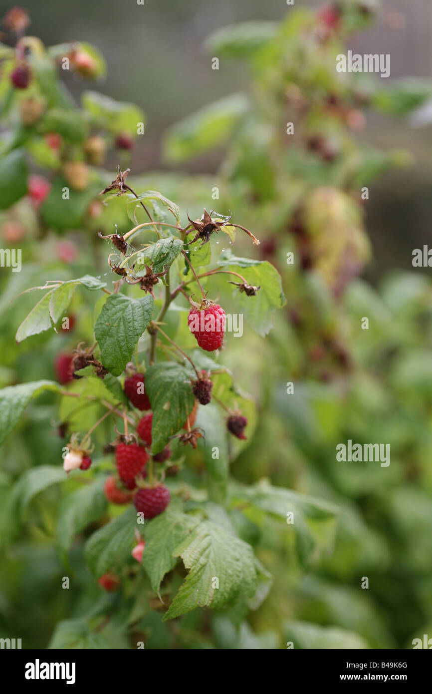 English raspberries on a branch Stock Photo - Alamy