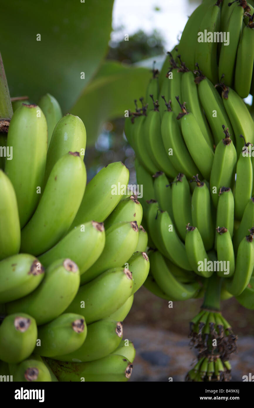 Yucca fruit hi-res stock photography and images - Alamy