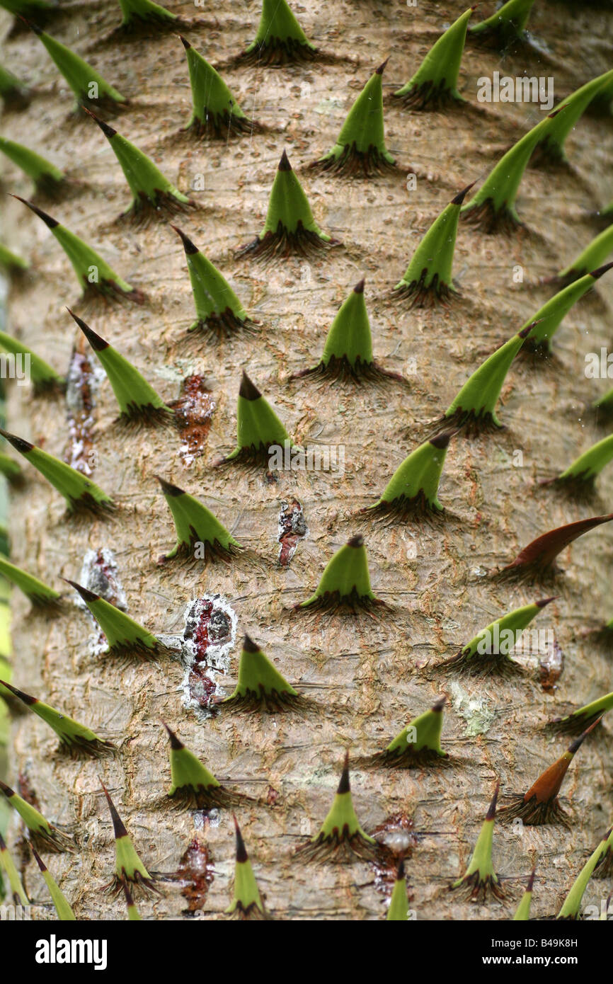 Spiky leaf points of a Monkey-puzzle tree Stock Photo - Alamy