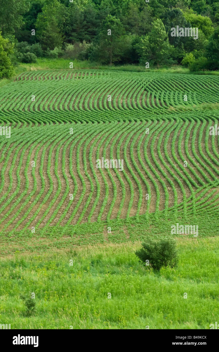 Soybean plants growing in curved rows between open field and woods ...