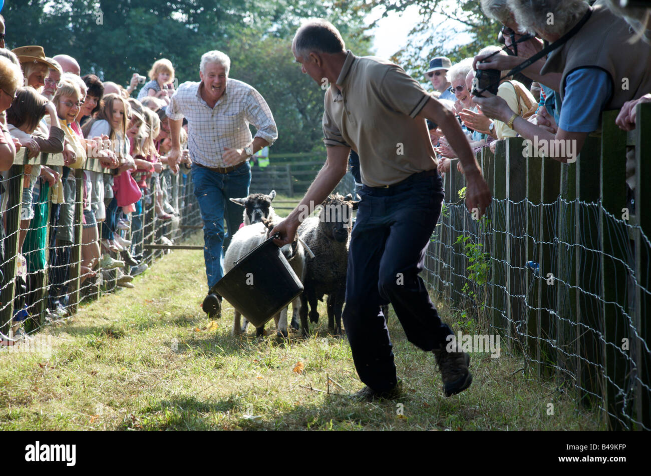 The sheep close to the finish in Masham Sheep Race Stock Photo - Alamy