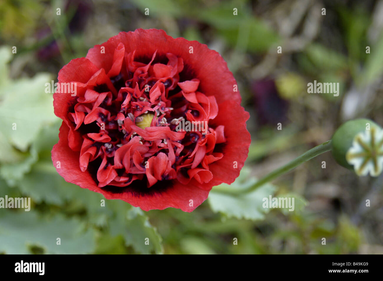 Round flower head hi-res stock photography and images - Alamy
