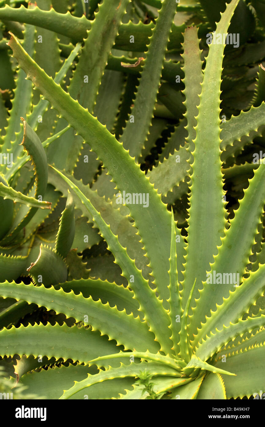Cactus leaves hi-res stock photography and images - Alamy