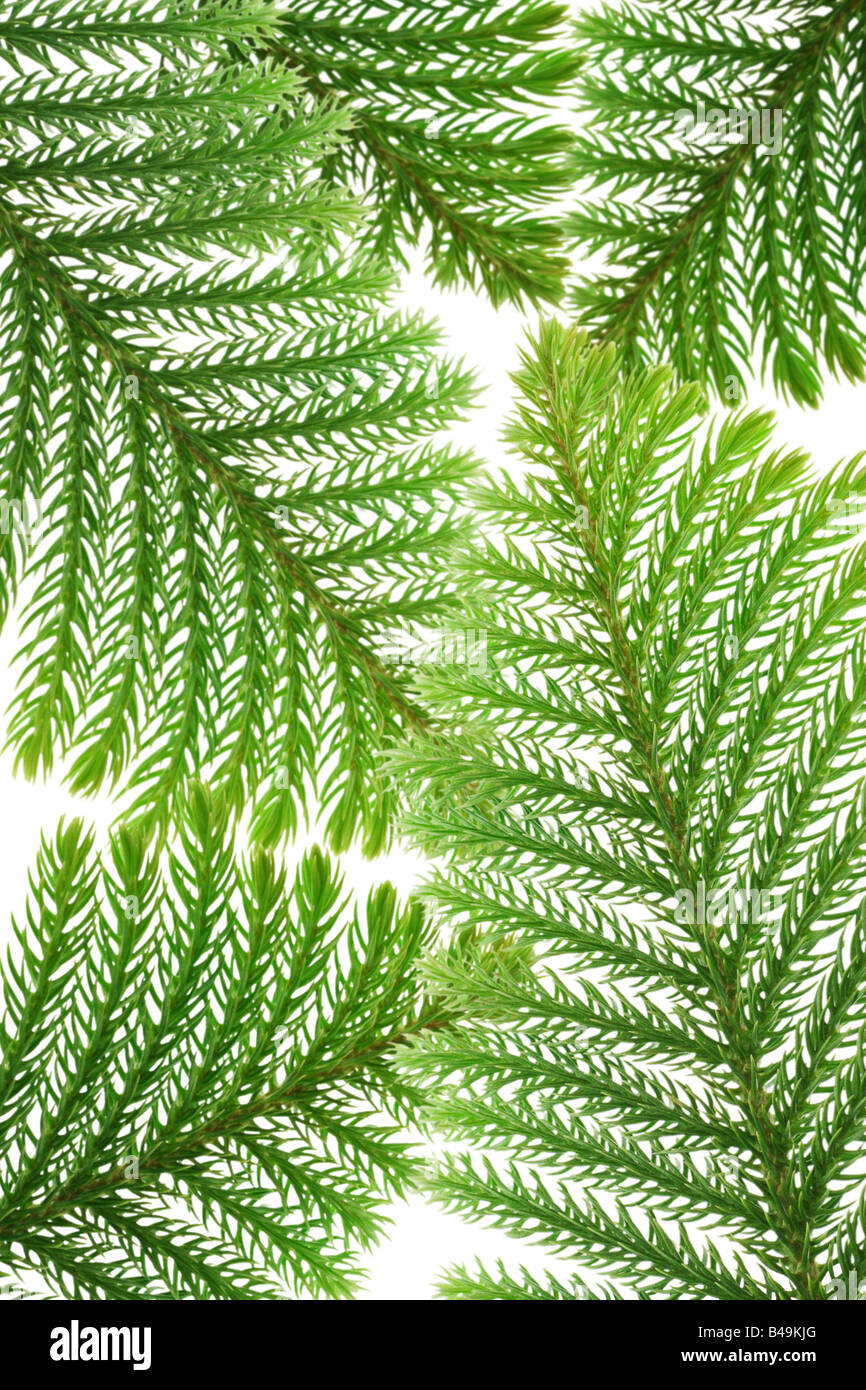 Evergreen coniferous leaves on white background Stock Photo - Alamy Evergreen coniferous leaves on white background Stock Photo - Alamy