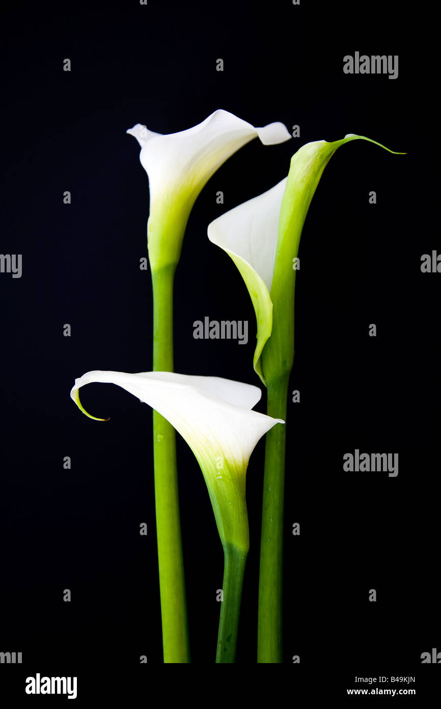 Arum lily lilies hi-res stock photography and images - Alamy