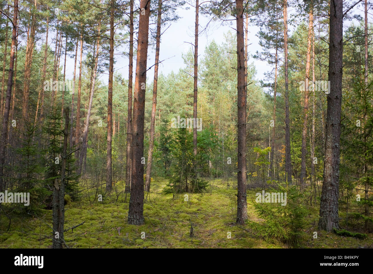 Pinewood tree hi-res stock photography and images - Alamy