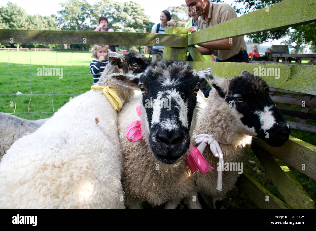Sheep waiting in the start position before the sheep race Stock Photo ...