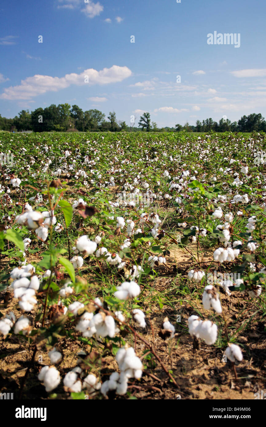 Cotton Crops