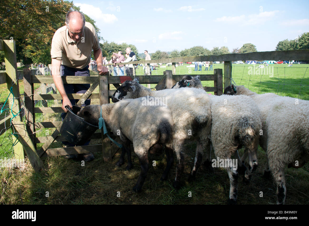 Show the sheep the food, so they run behind the man with bucket for the ...