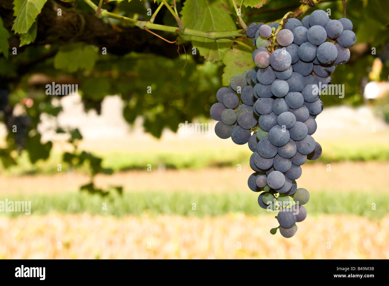 Ripe red grapes cluster hanging in a vine in Minho, Portugal Stock Photo - Alamy