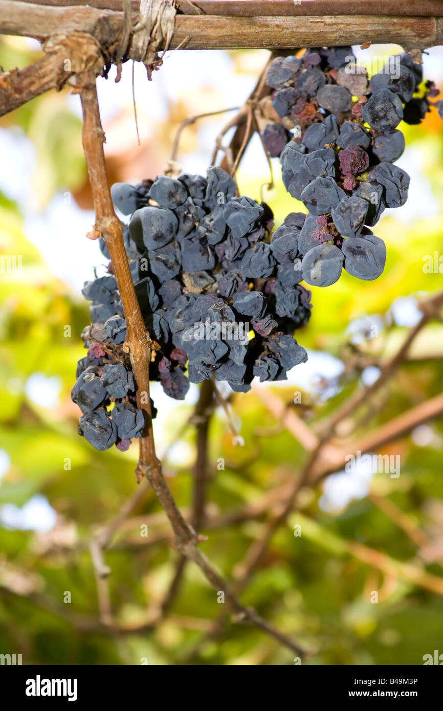 Rotting red grapes cluster in a vine in Minho, Portugal Stock Photo - Alamy