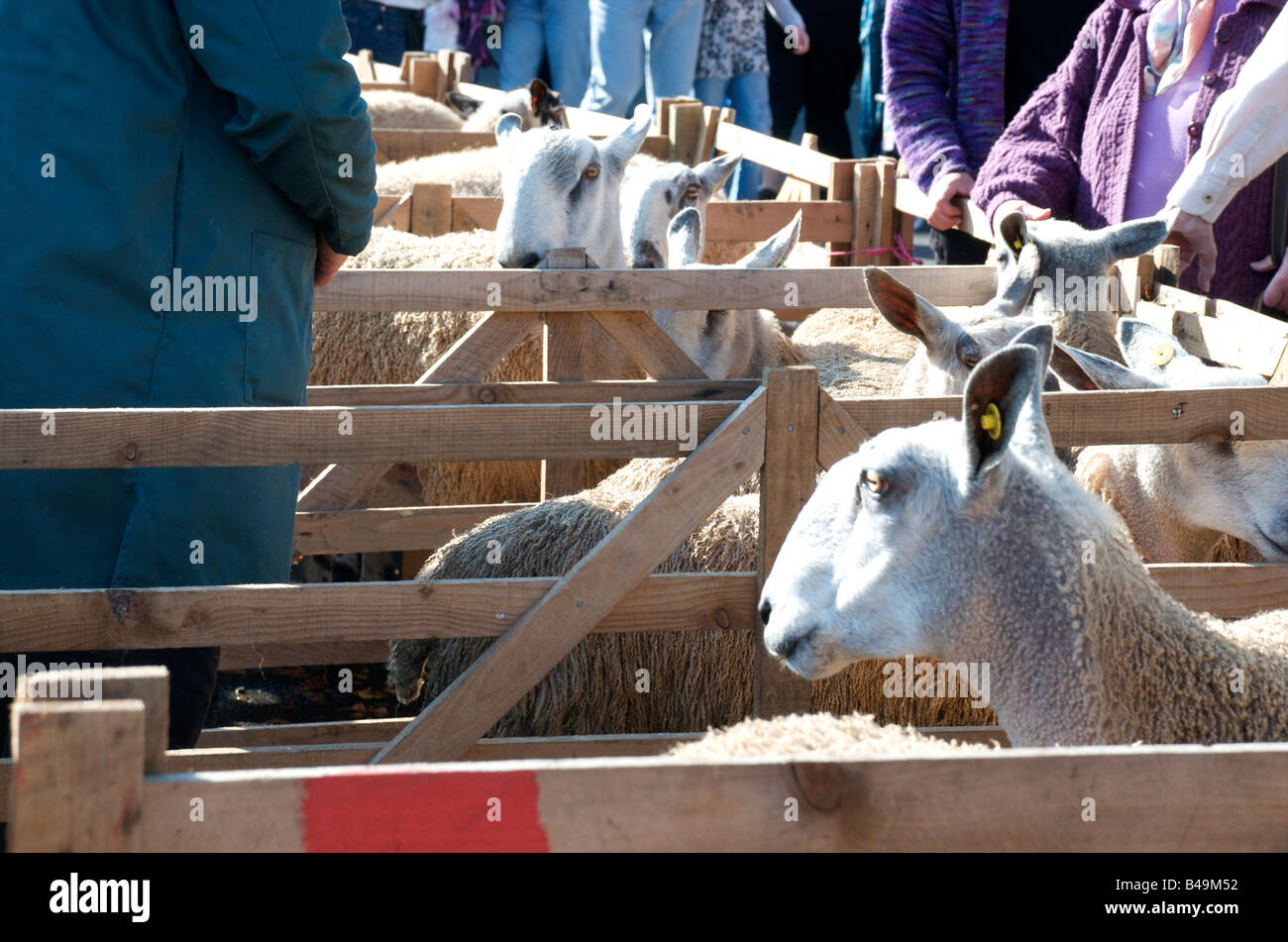 Masham sheep fair hi-res stock photography and images - Alamy