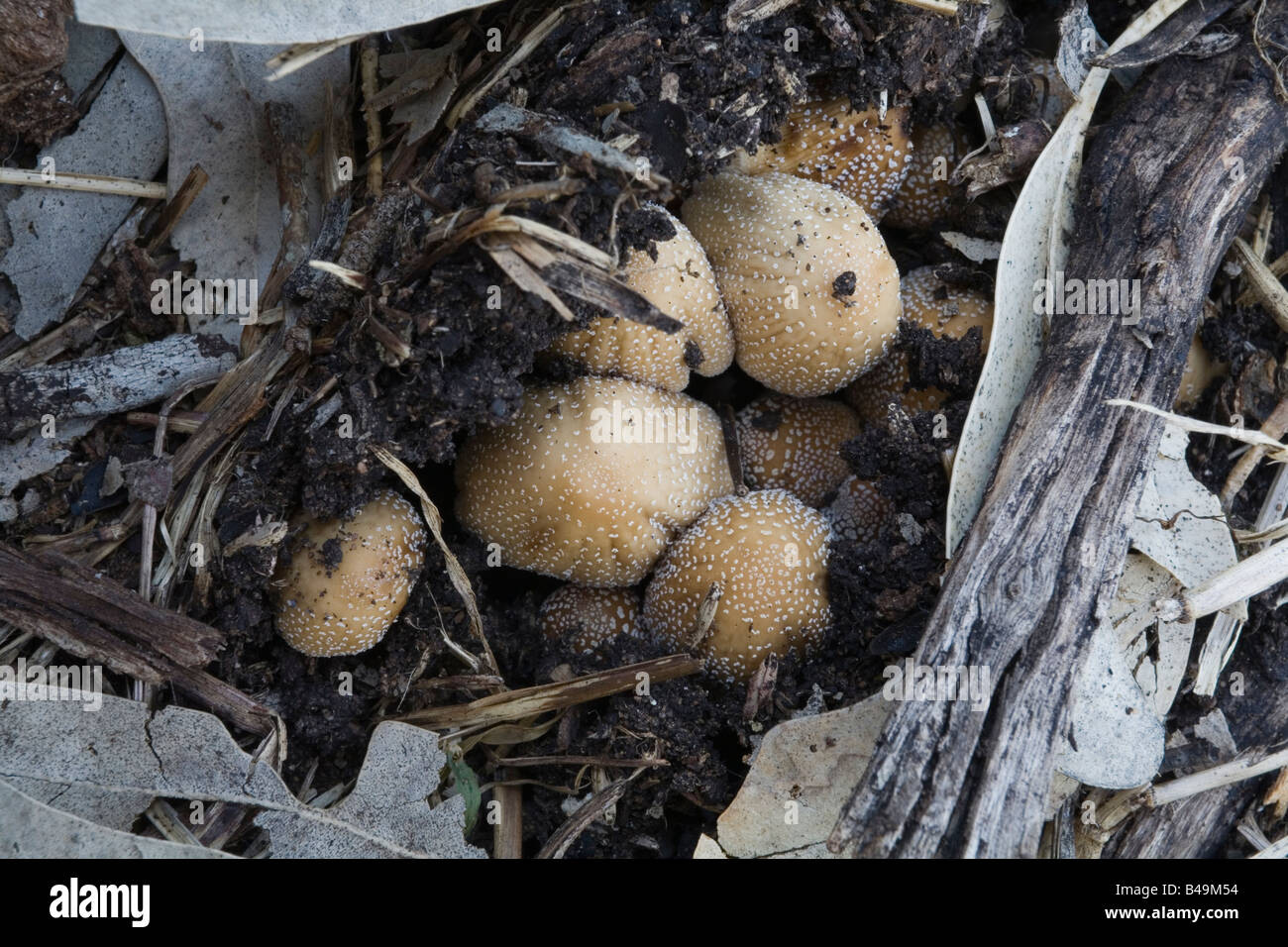mushroom or toadstool fungi bursting forth from the earth Stock Photo ...