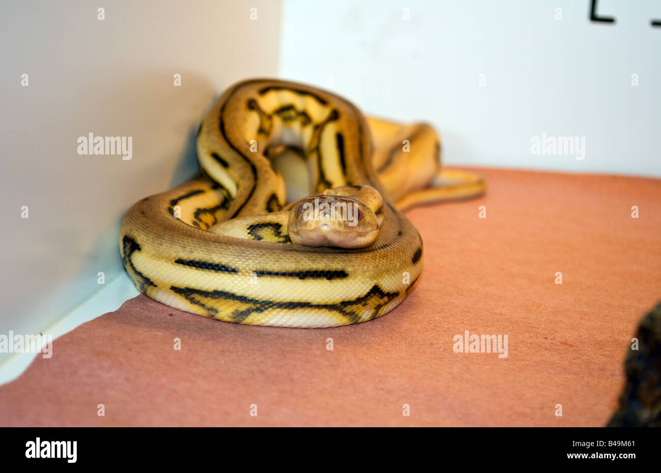 photos,environment,natural,nature,reptiles,reptile,one animal,nobody ...