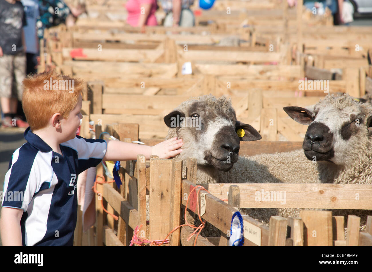 Sheep boy hi-res stock photography and images - Alamy