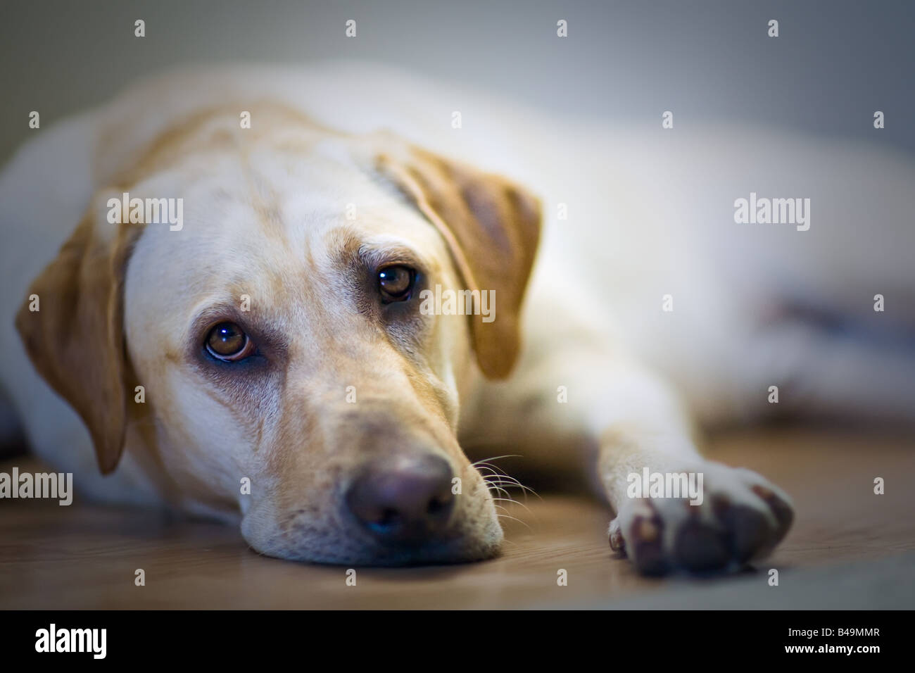 Labrador Lying Down High Resolution Stock Photography and Images - Alamy