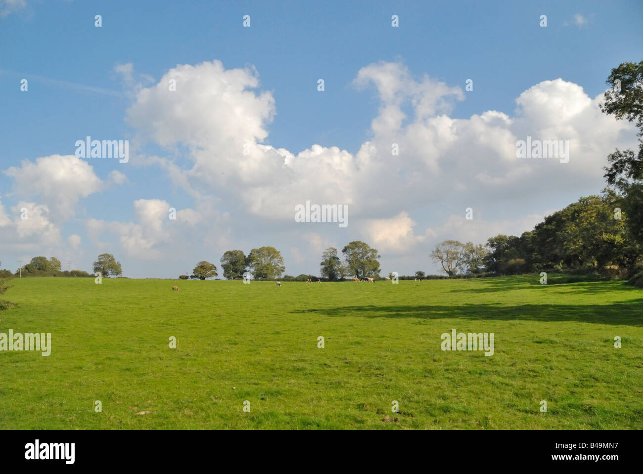 Pastoral scene with cos and clouds, Llangoed, Anglesey, Wales Stock ...