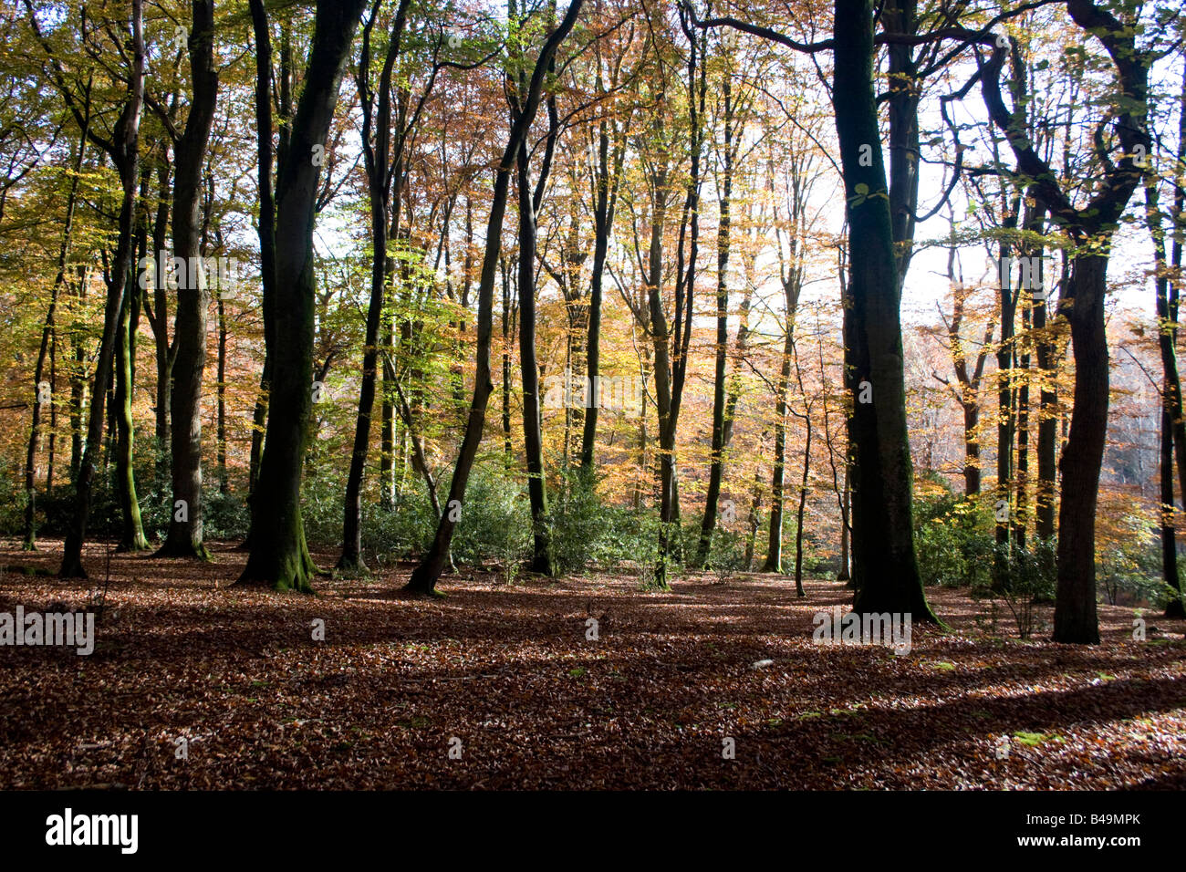 Bramshaw, new forest hi-res stock photography and images - Alamy