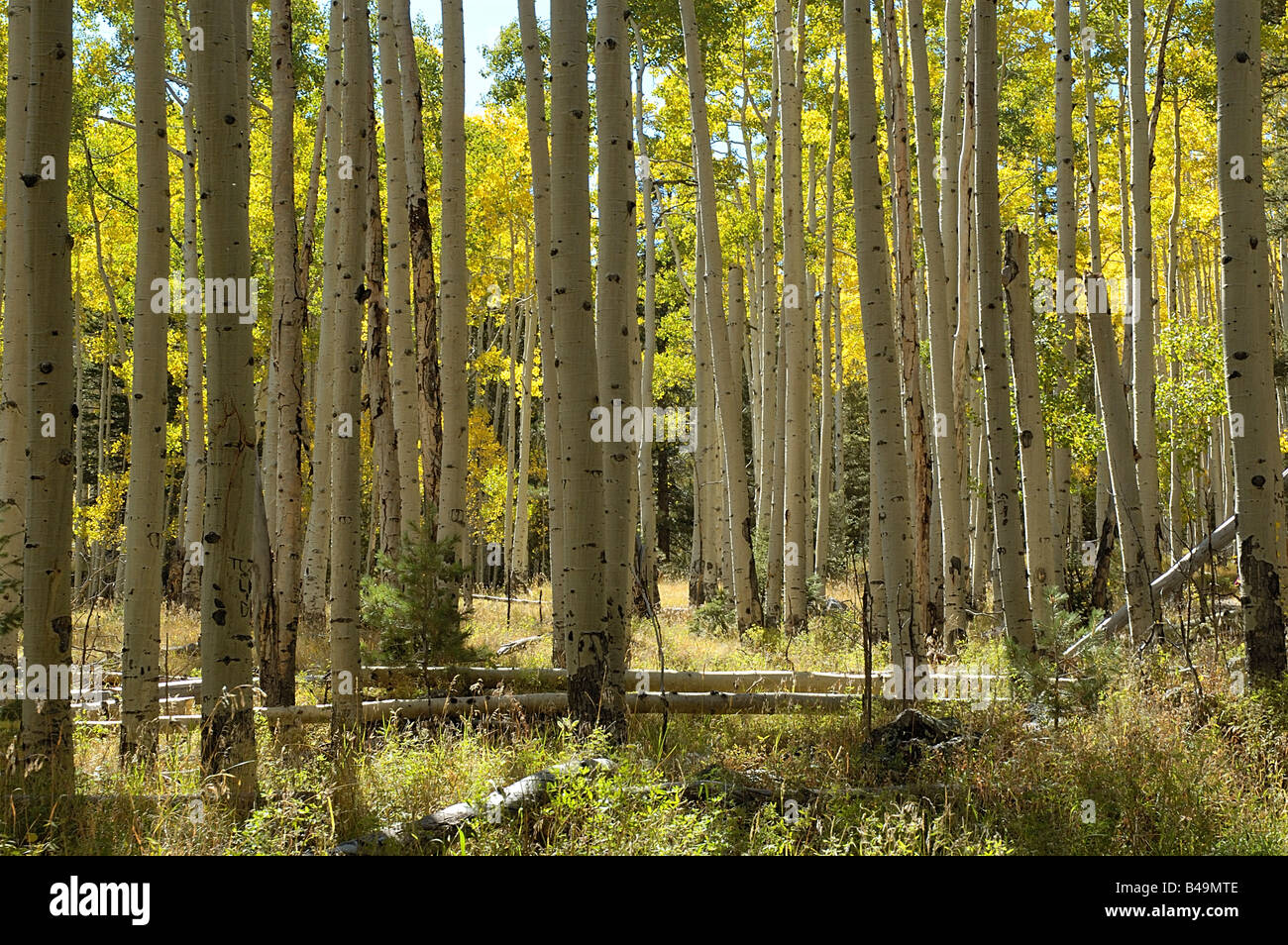Dense aspen stand hi-res stock photography and images - Alamy