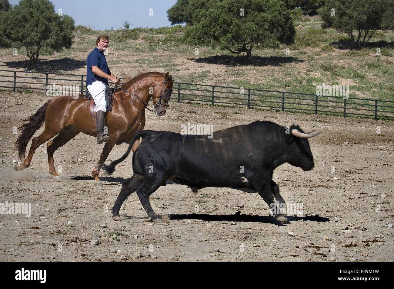Bull chasing man hi-res stock photography and images - Alamy