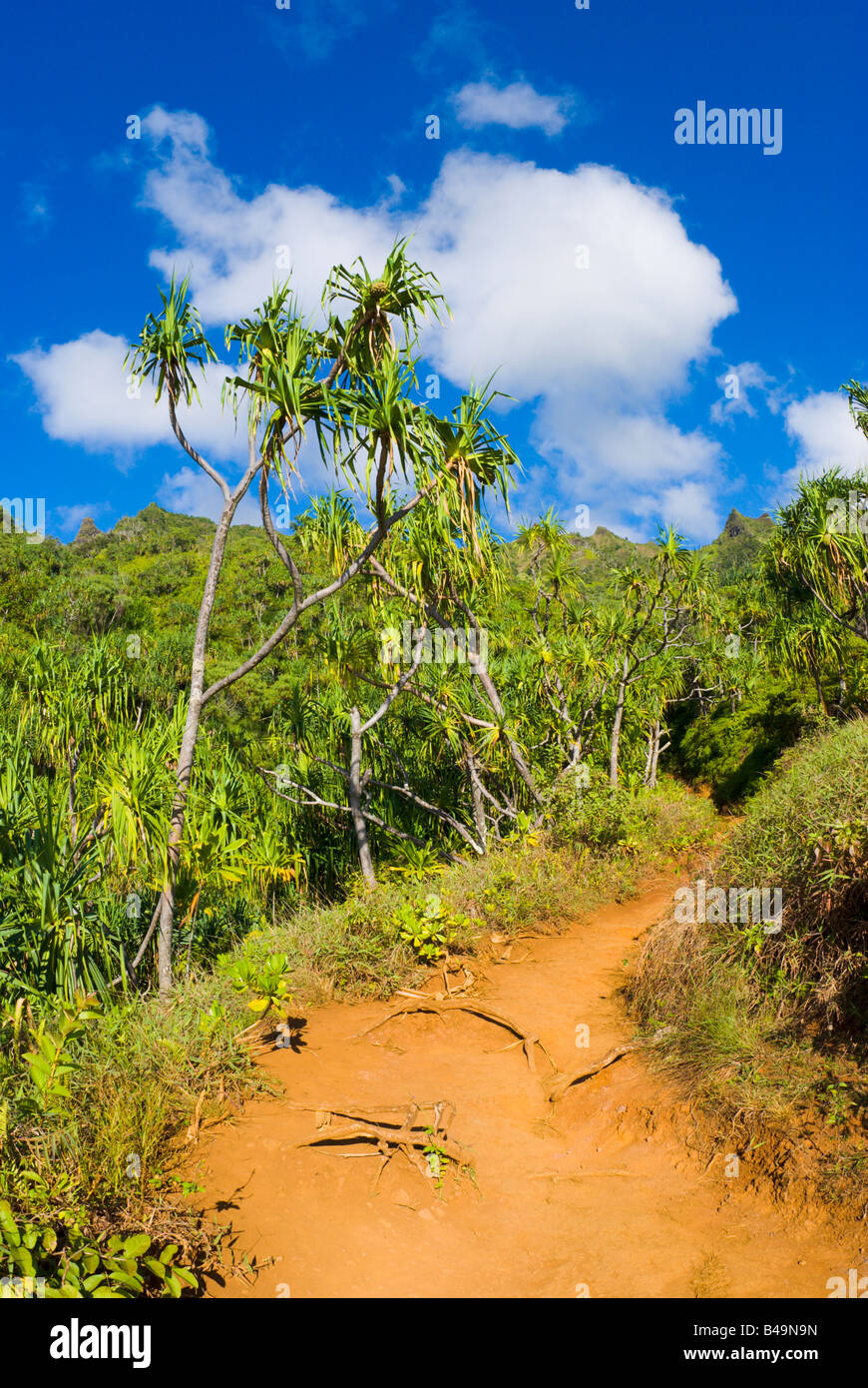 Hala tree hawaii hi-res stock photography and images - Alamy