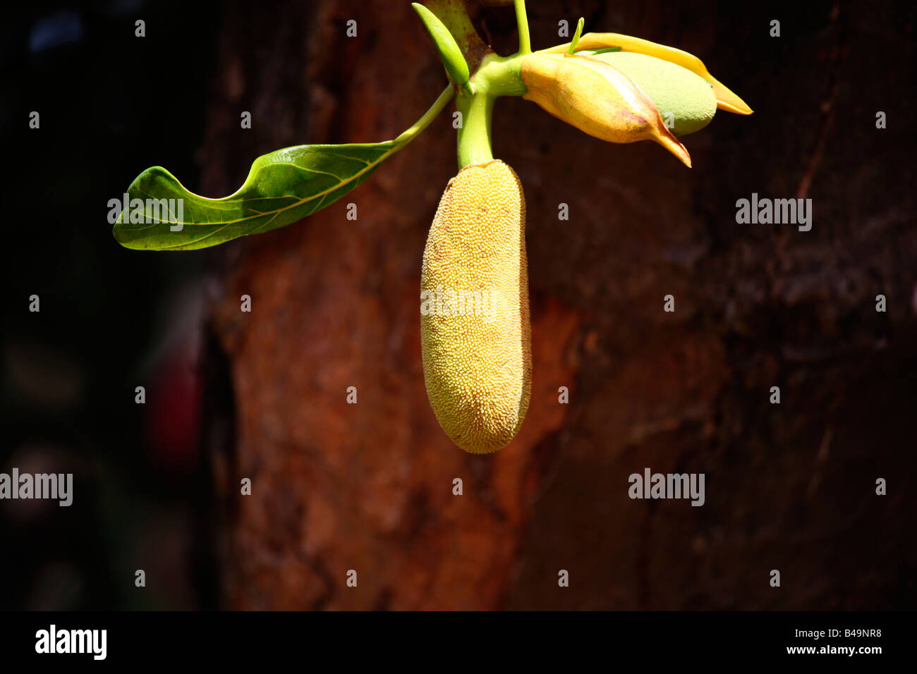 Tender jackfruit hi-res stock photography and images - Alamy