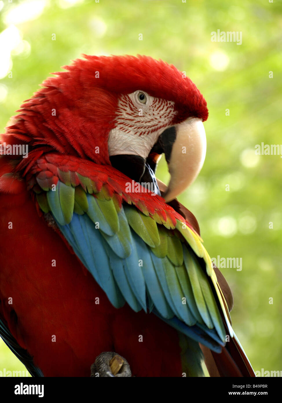 Macaw feathers macro hi-res stock photography and images - Alamy