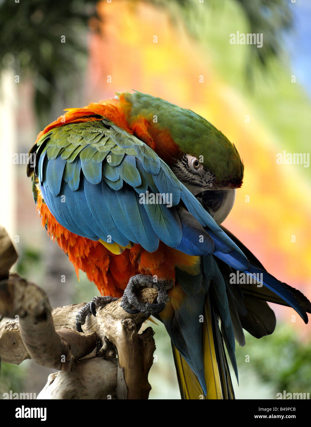 Preen bird hi-res stock photography and images - Alamy