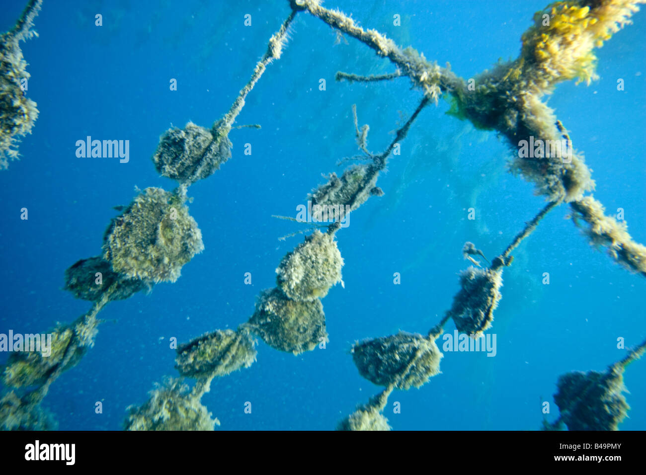 Oyster farm for pearls Bora Bora French Polynesia Stock Photo - Alamy