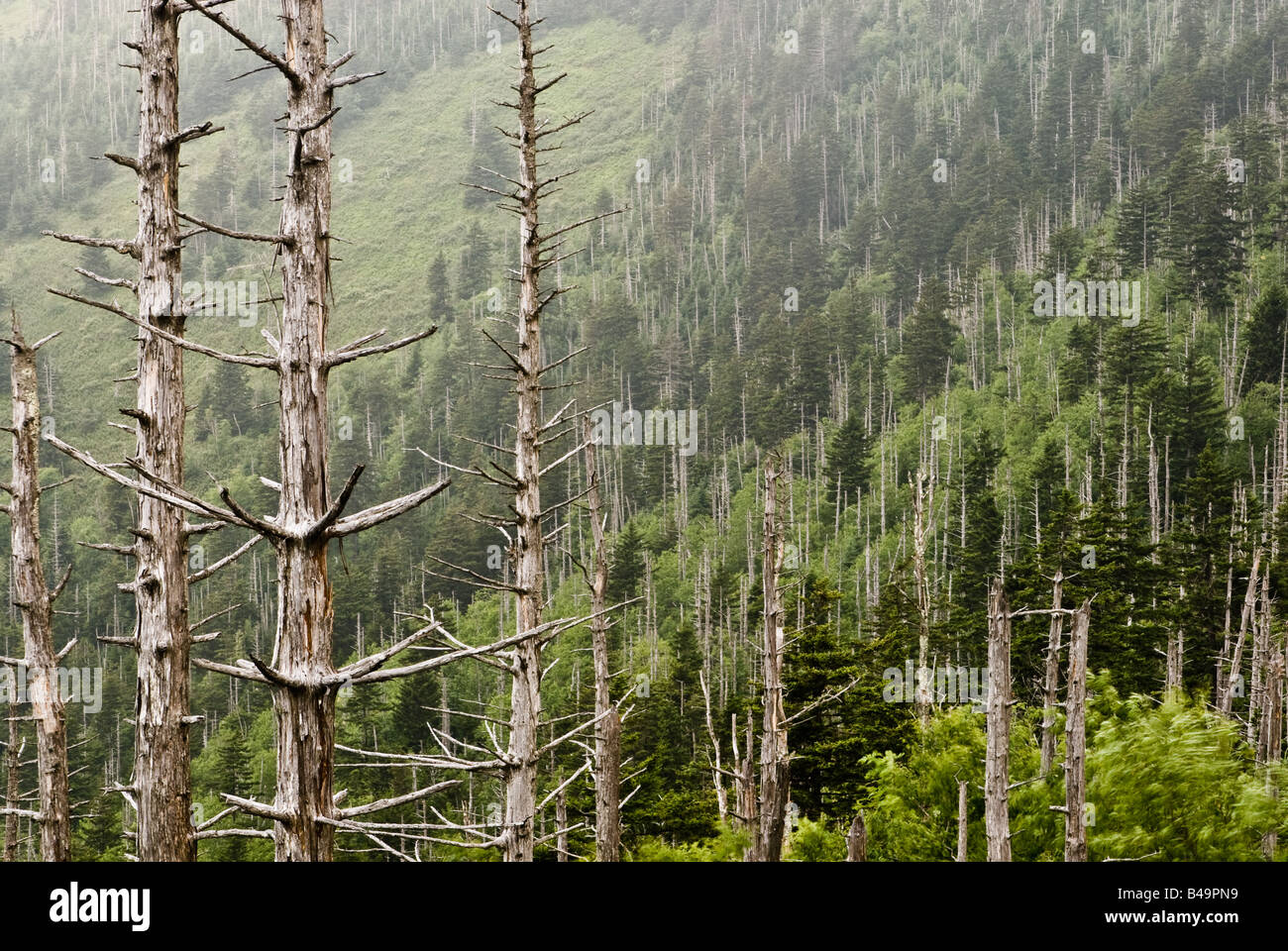 Acid rain forest hi-res stock photography and images - Alamy