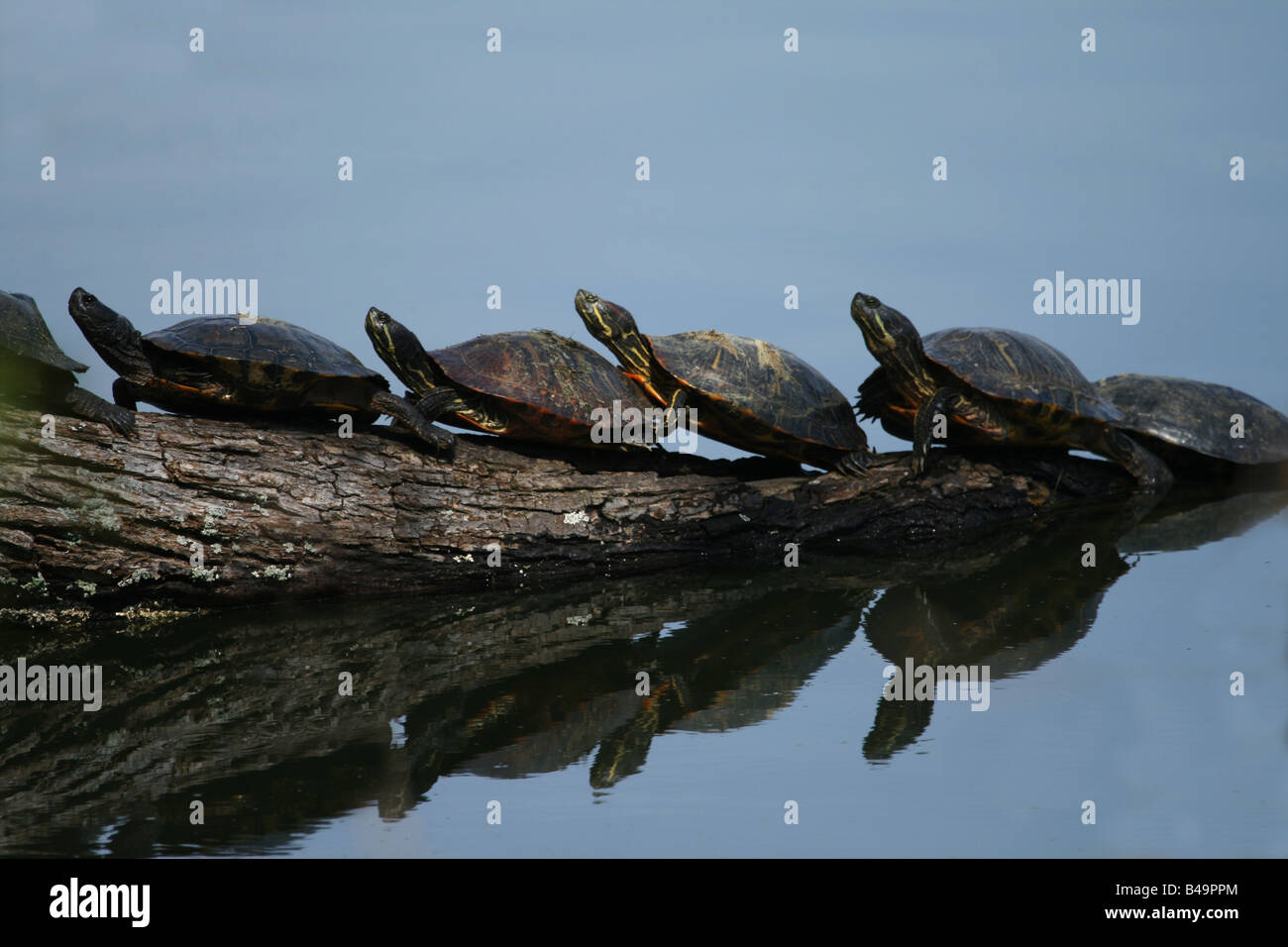 A group of yellow-striped turtles find a place to rest from swimming on ...