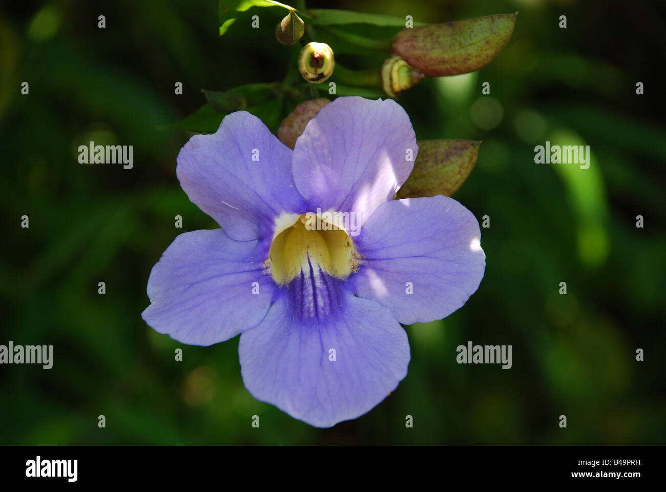 violet flower sunshine Stock Photo - Alamy