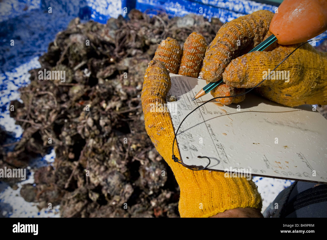 Pearl extraction Rangiroa French Polynesia Stock Photo - Alamy