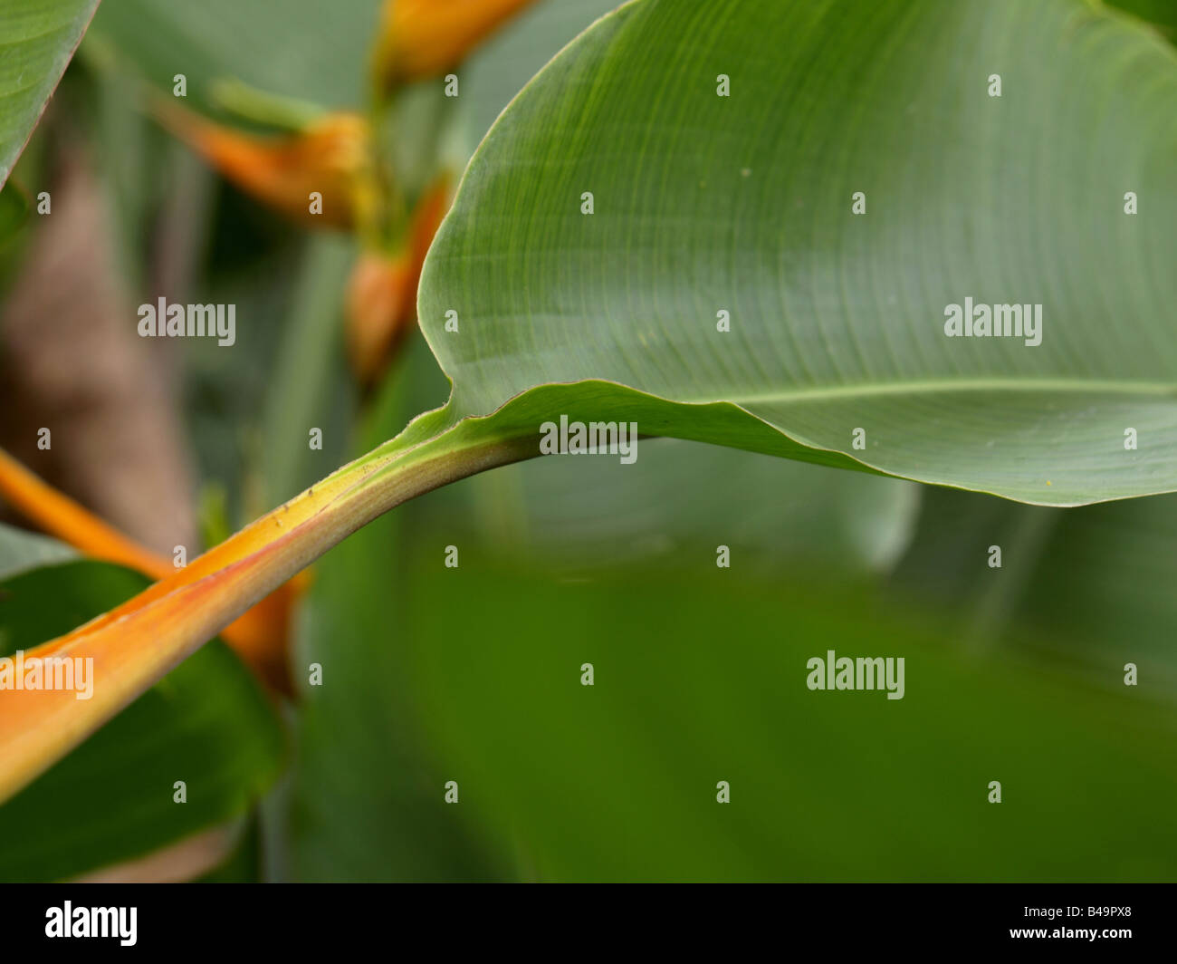 Heliconia leaf hi-res stock photography and images - Alamy