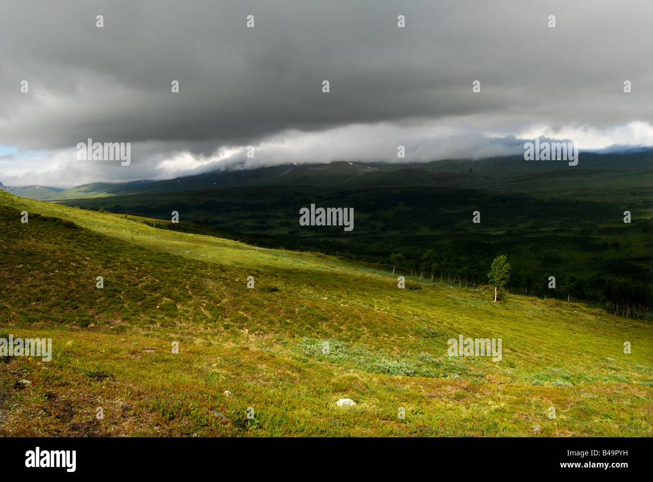 Birch woodland above Ruttjebacker waterfalls, Hemavan, Vasterbottenslan ...