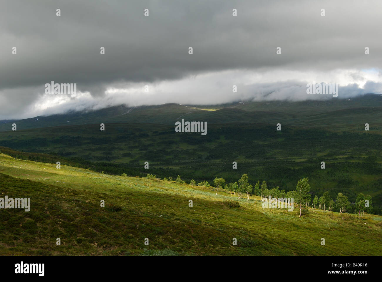 Birch woodland above Ruttjebacker waterfalls, Hemavan, Vasterbottenslan ...