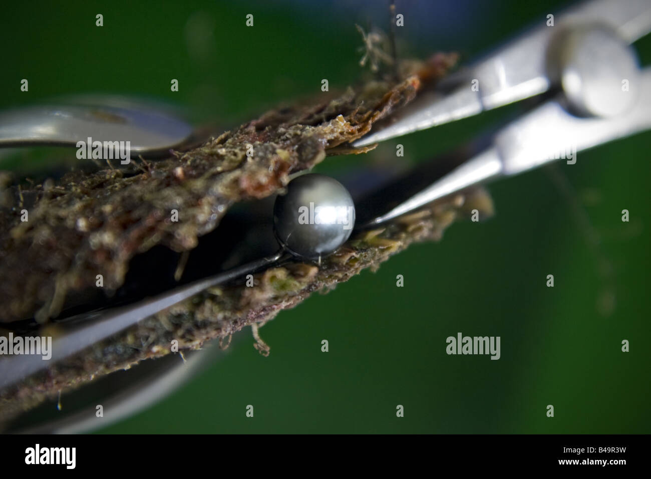 Extraction pearls Pearl farm in Manihi French Polynesia Stock Photo - Alamy