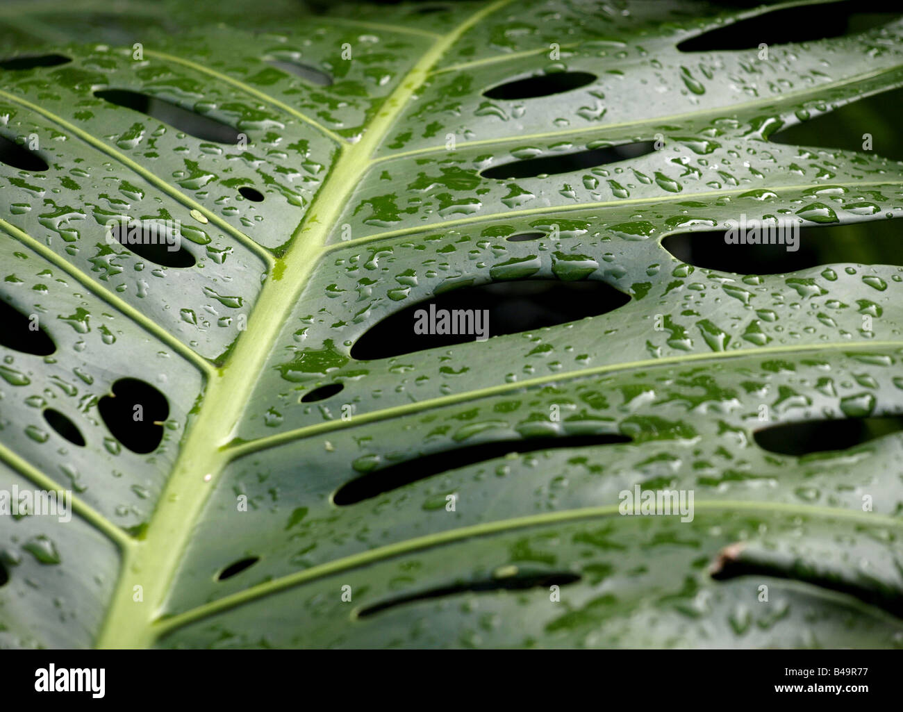 Philodendron leaf hi-res stock photography and images - Alamy