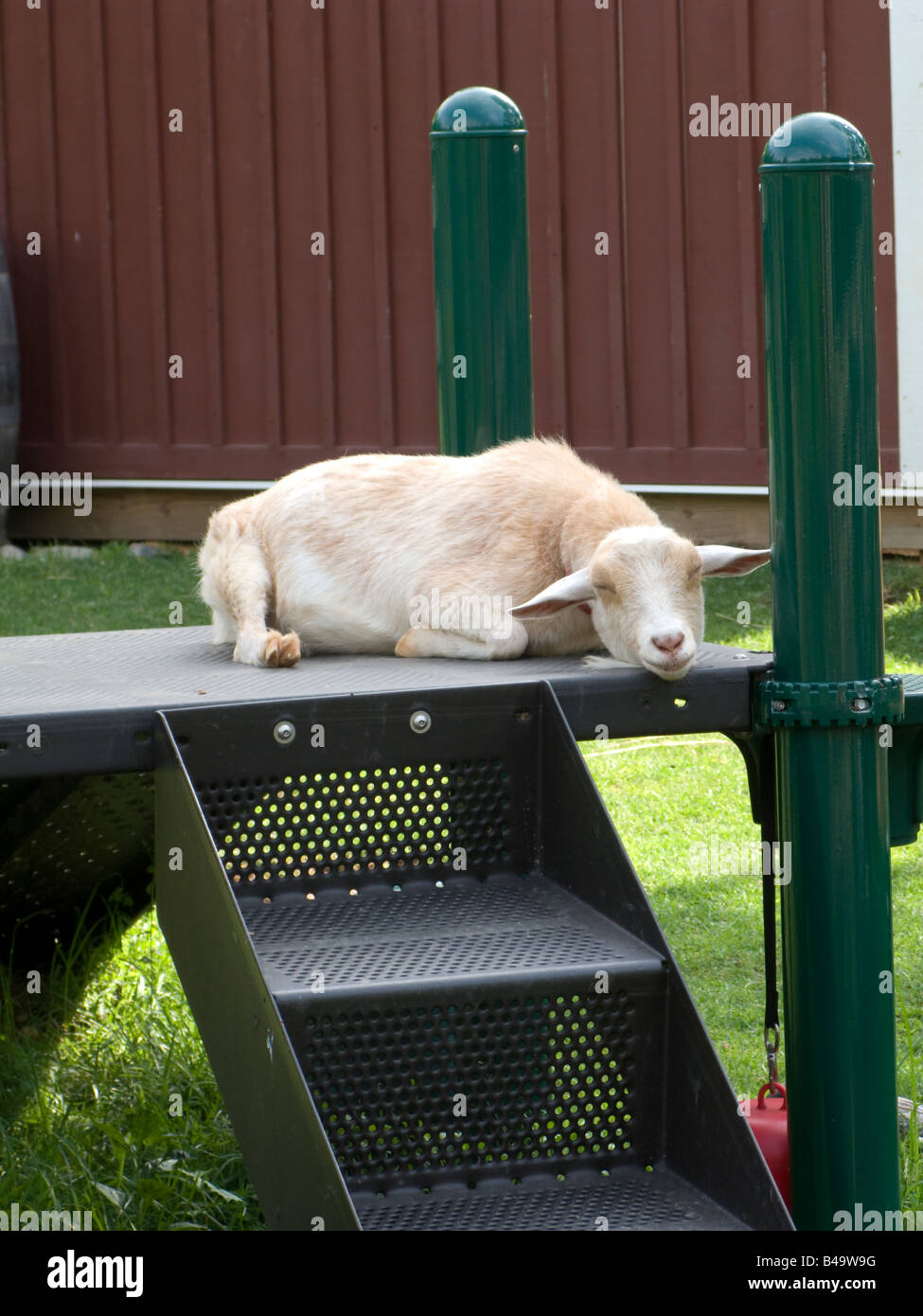 Goat resting on a playground, Washington Zoo, Washington, District of ...
