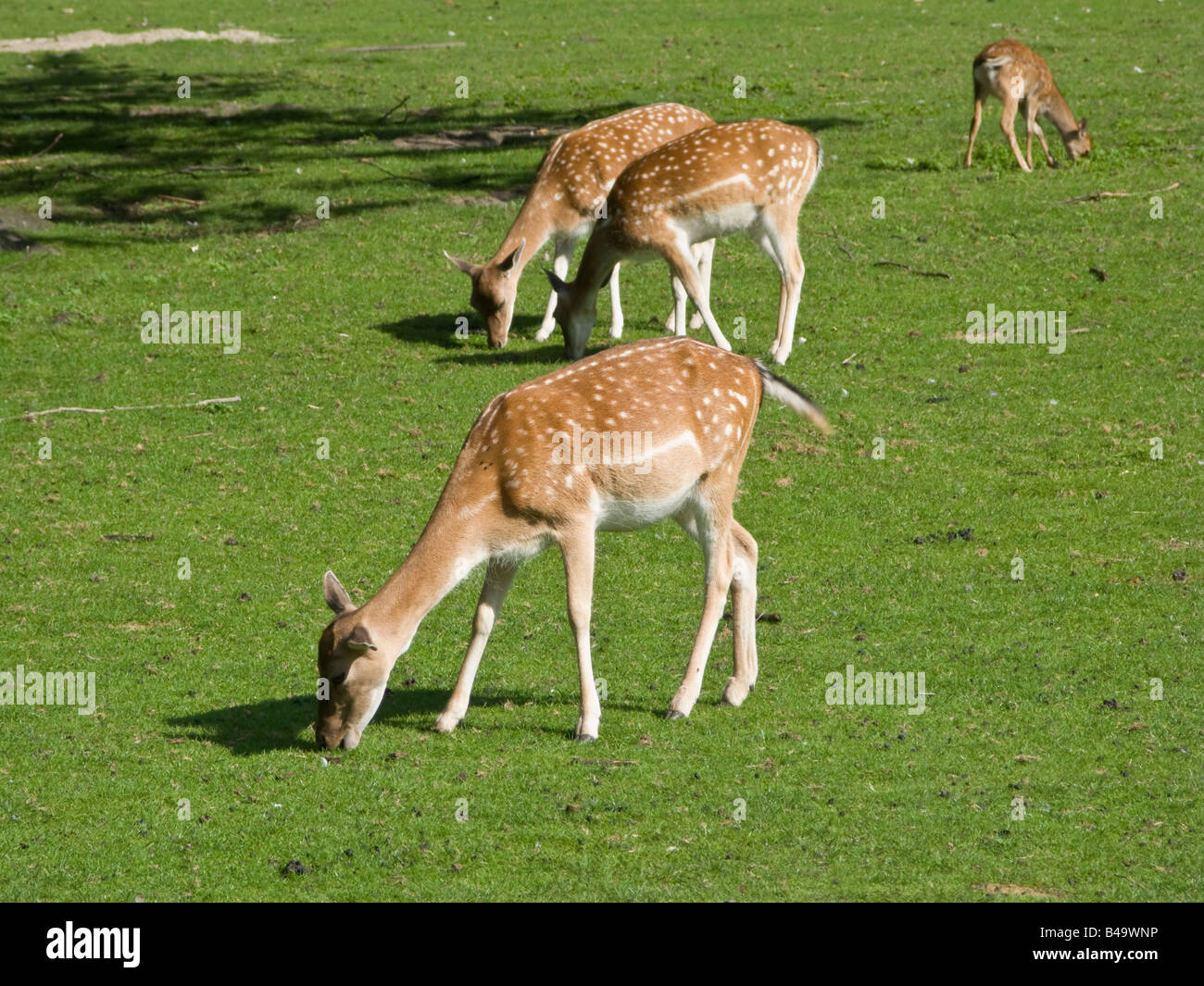 Deer in park hague hi-res stock photography and images - Alamy